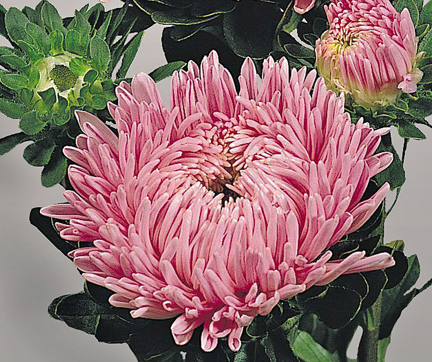 Aster Matador Salmon pink Samen | Qualitätssaatgut bobby-seeds.com