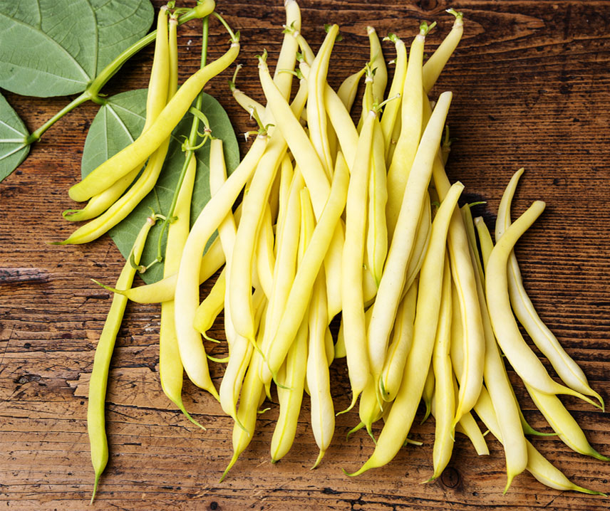 Dior Buschbohnensamen | Qualitätssaatgut bobby-seeds.com