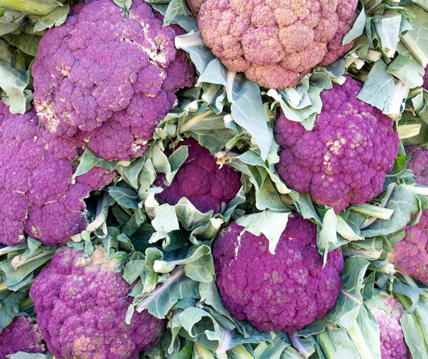 Di Sicilia Violetto Blumenkohl Samen | Qualitätssaatgut bobby-seeds.com
