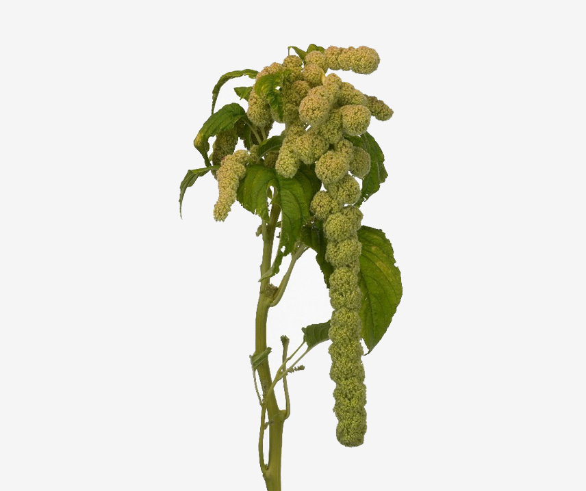 Blume Green Pearls, Amaranthus | Samen 1-j. Weitere A-Z | Samen 1 ...