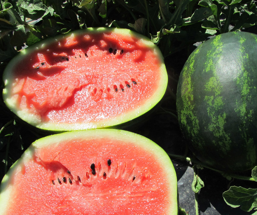 Mini Love F1 Wassermelonensamen | Qualitätssaatgut bobby-seeds.com